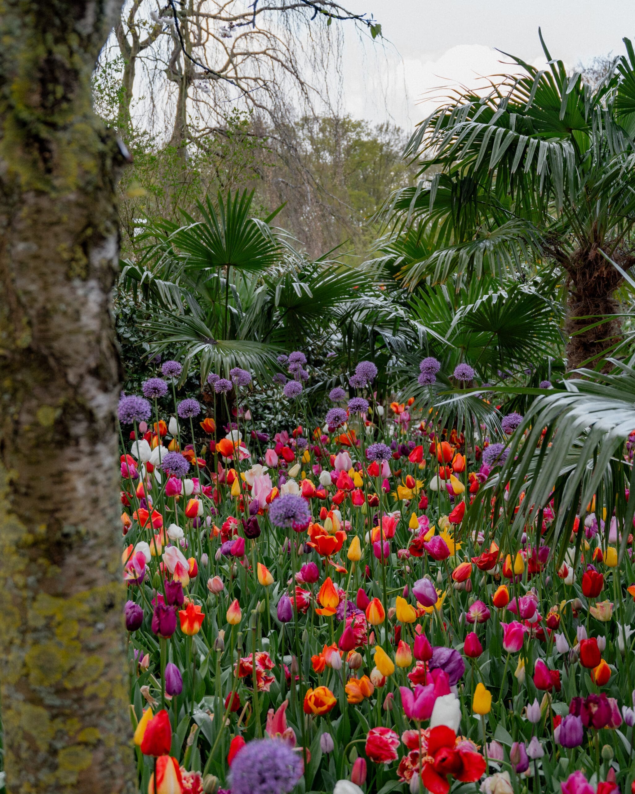 Amsterdam To Keukenhof: Day Trip Guide To The Tulip Fields